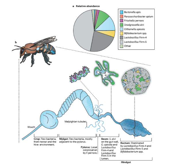 What's all the buzz about? Bees got microbiomes too! | The Molecular ...