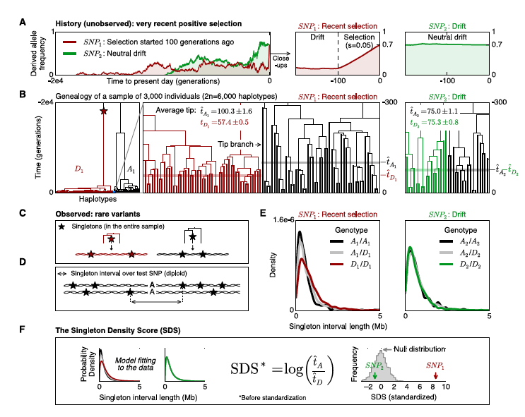 Catching evolution in the act with the Singleton Density Score | The ...