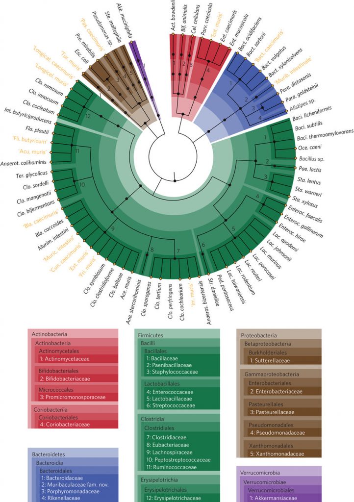 Understanding the pieces of all those meeces: characterizing mice gut ...