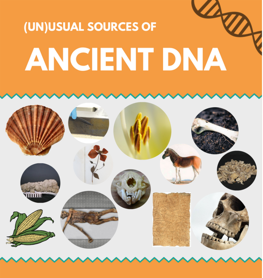 (Un)usual sources of ancient DNA | The Molecular Ecologist