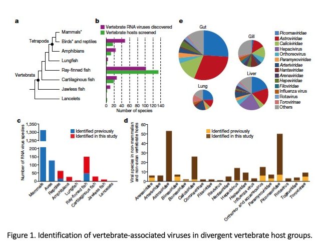 Found in translation: The evolutionary history of RNA viruses in ...