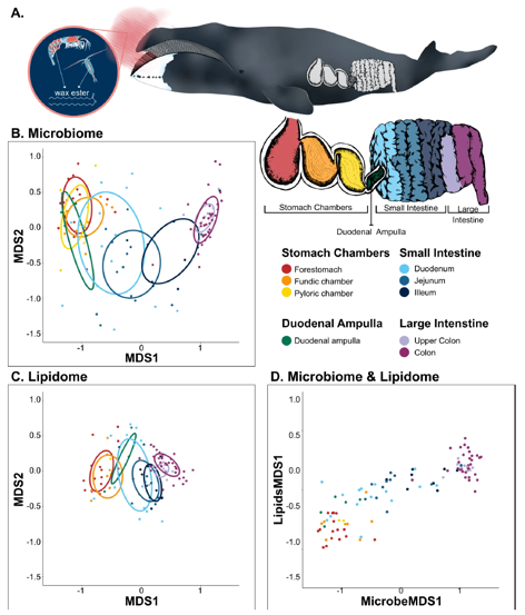 Of microbes and whales | The Molecular Ecologist
