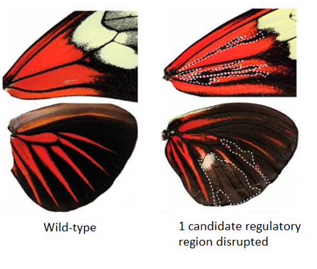 How butterflies match their wings | The Molecular Ecologist