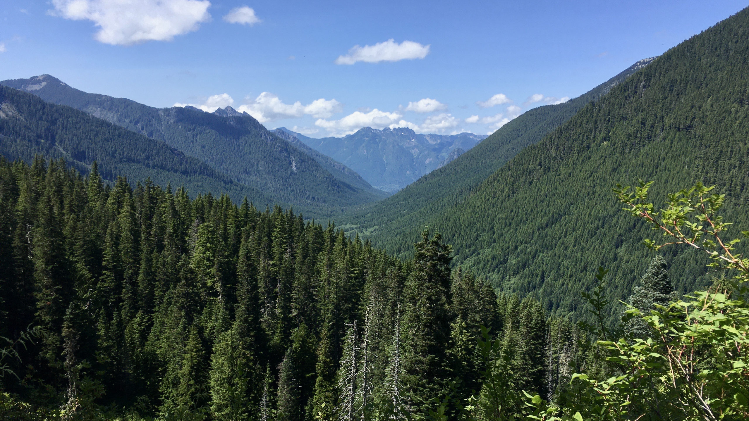 The forest, the trees, and the fungal ties that bind | The Molecular ...