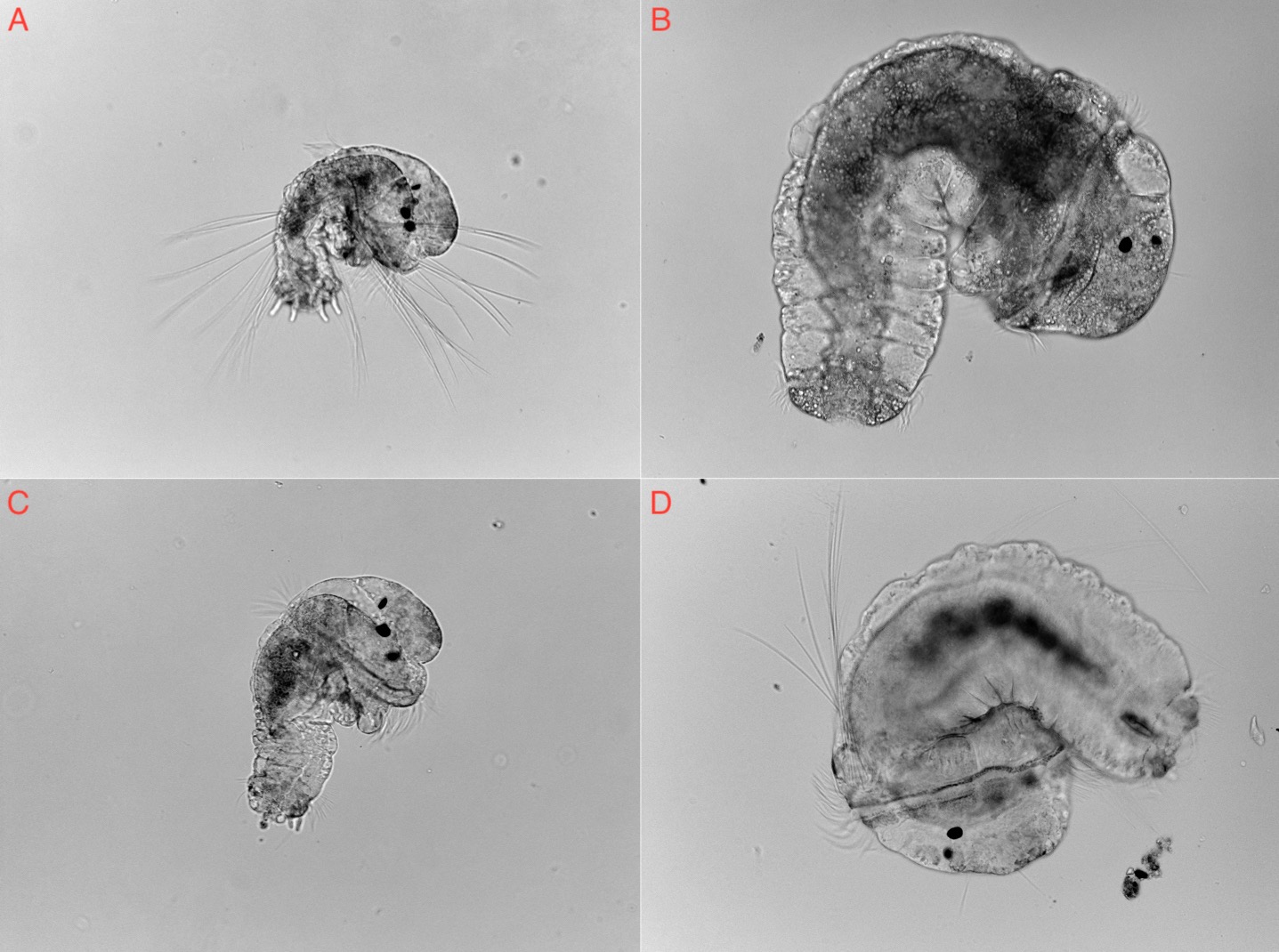 These worms develop differently depending on their parents’ genes ...